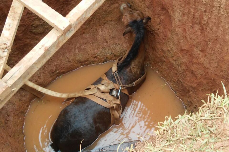 Video: en Candelaria rescataron un caballo que había caído a un pozo ...