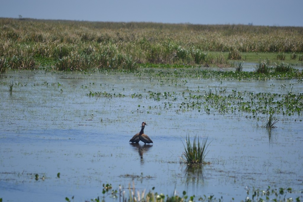 Los Esteros del Iberá cumplen 33 años como reserva natural - MisionesOnline