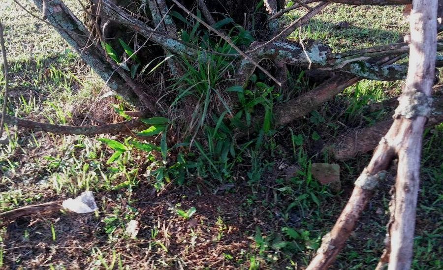 Un retoño del histórico ejemplar del Sarandí Blanco de Candelaria ...