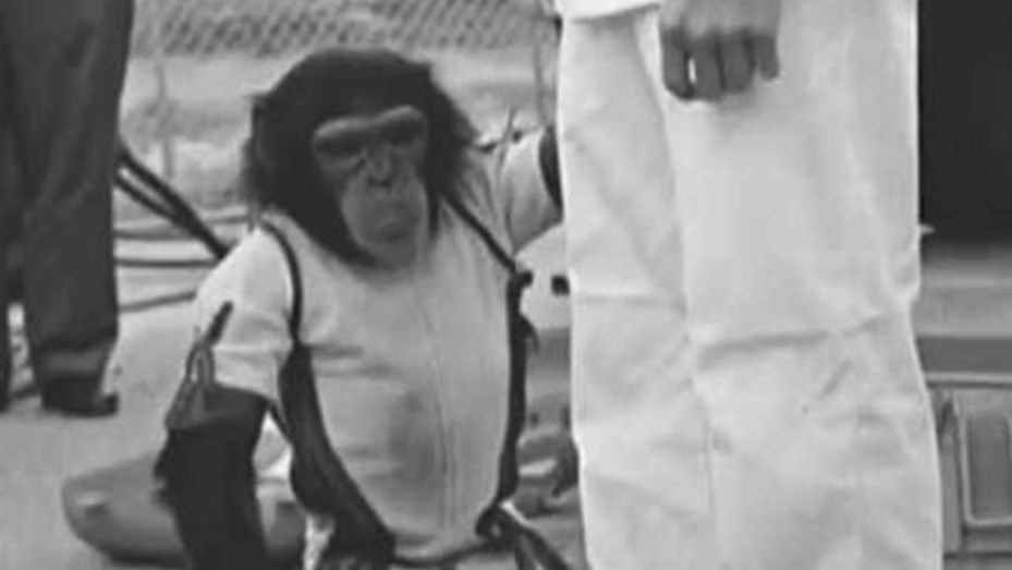 La historia de Juan, el mono misionero que se convirtió en el primer ...