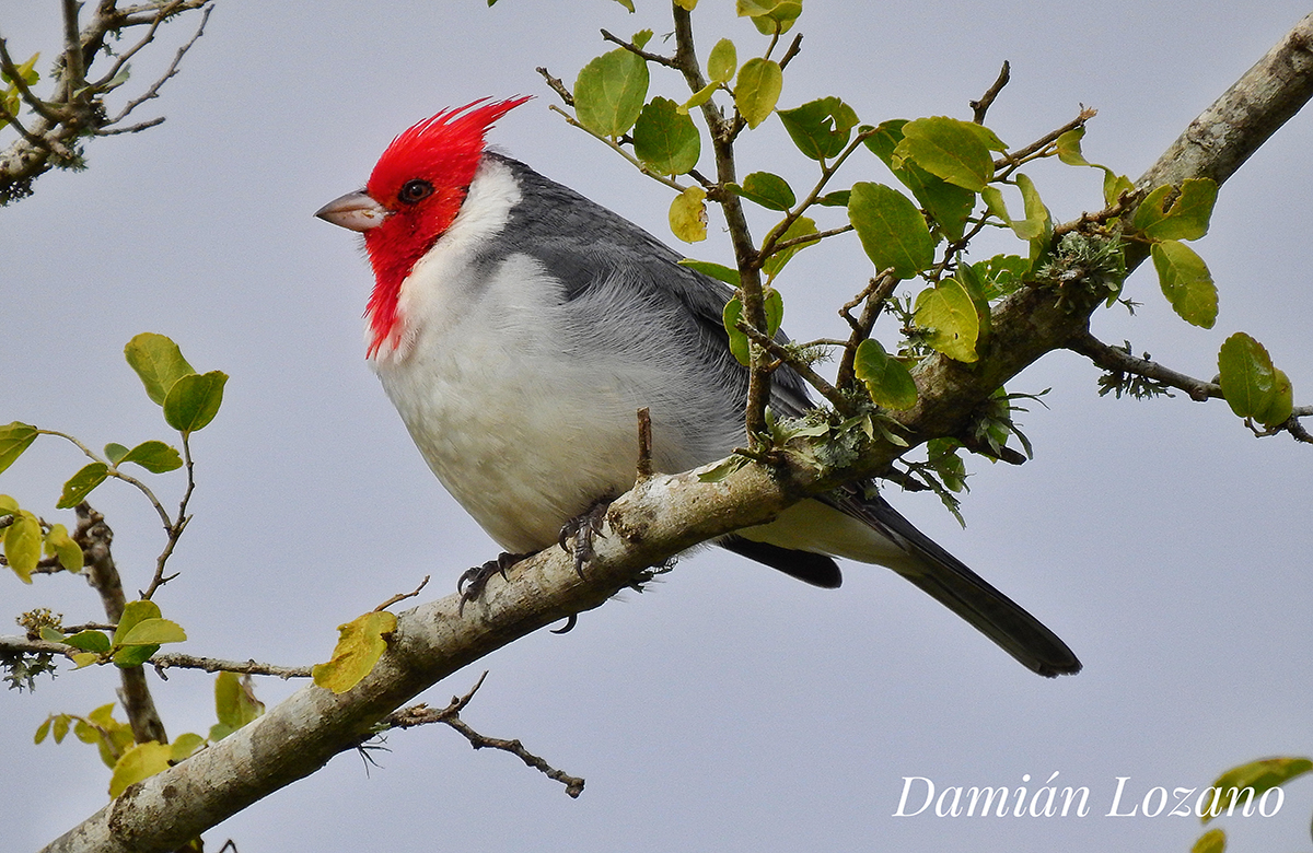 Cardenal y Cardenilla, las aves que colorean de rojo el monte y las ...