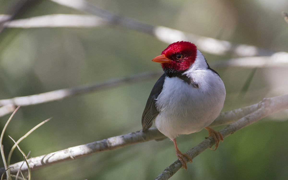 Cardenal y Cardenilla, las aves que colorean de rojo el monte y las ...