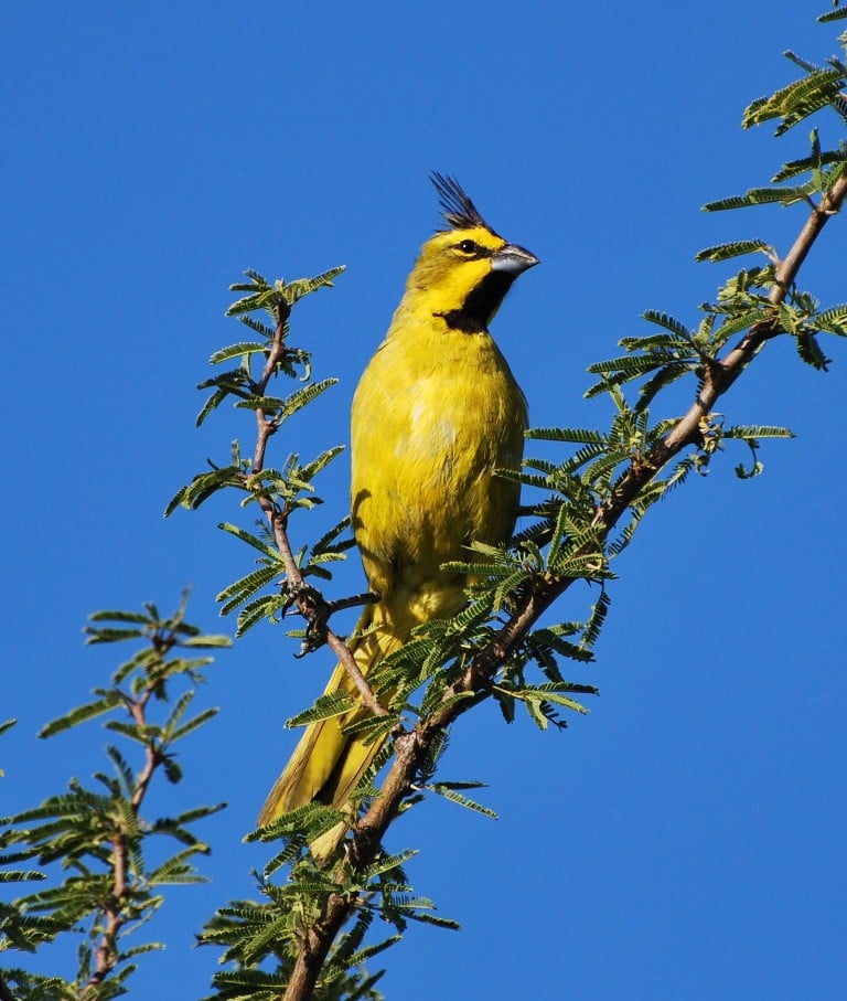 Cardenal Amarillo: su belleza y canto lo han puesto en jaque y es ...