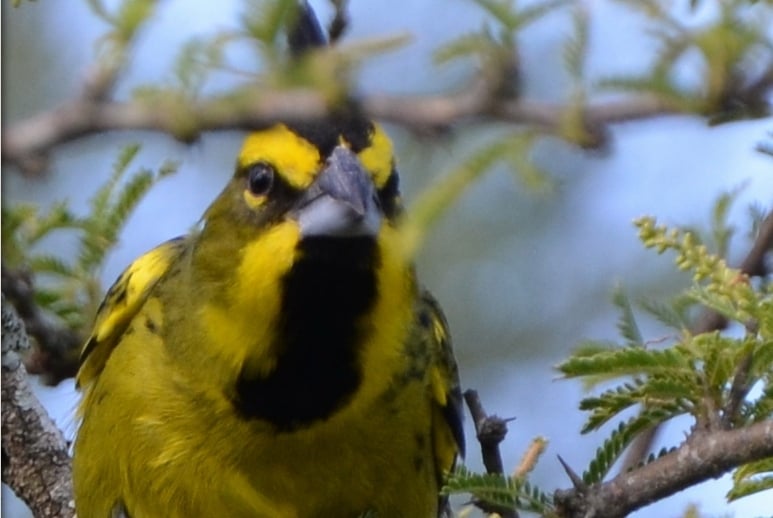 Cardenal Amarillo: su belleza y canto lo han puesto en jaque y es ...