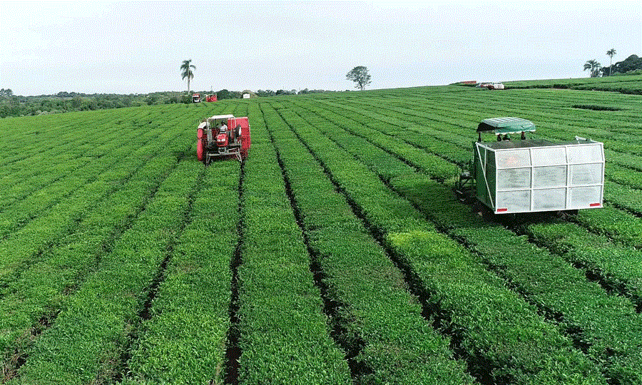 Productores de té de Leandro N. Alem en fase final de una cosecha 2020 ...