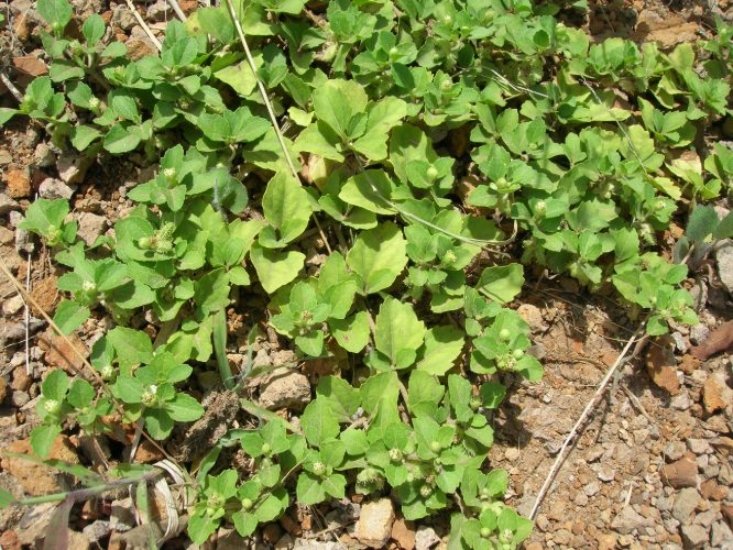 Tapekue: una planta medicinal que podría tratar el cáncer de mama ...