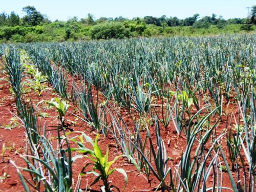 Crece la producción de cebollas coloradas en varias localidades de ...