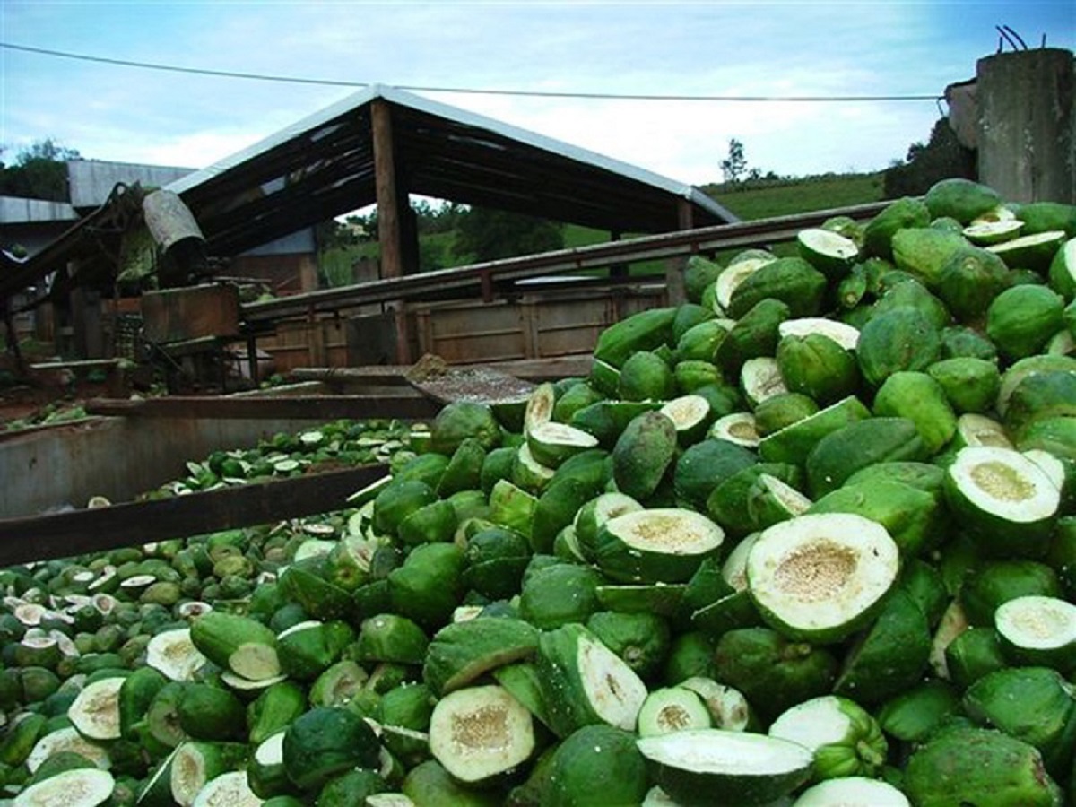 Ante el faltante de mamón, Misiones también producirá fruta ...