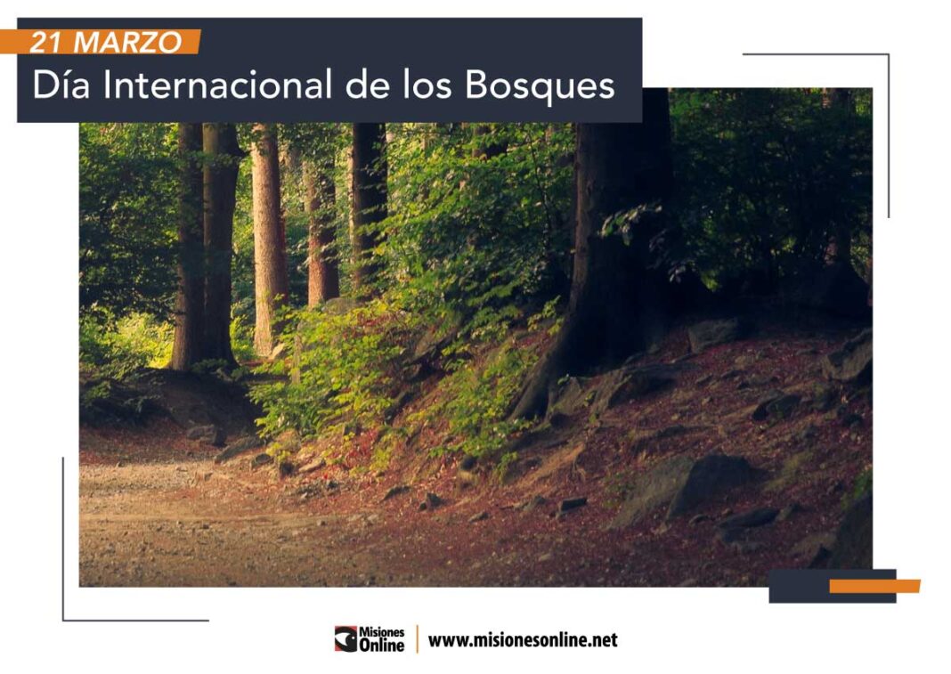 Hoy se celebra el Día Internacional de los Bosques con un llamado a ...