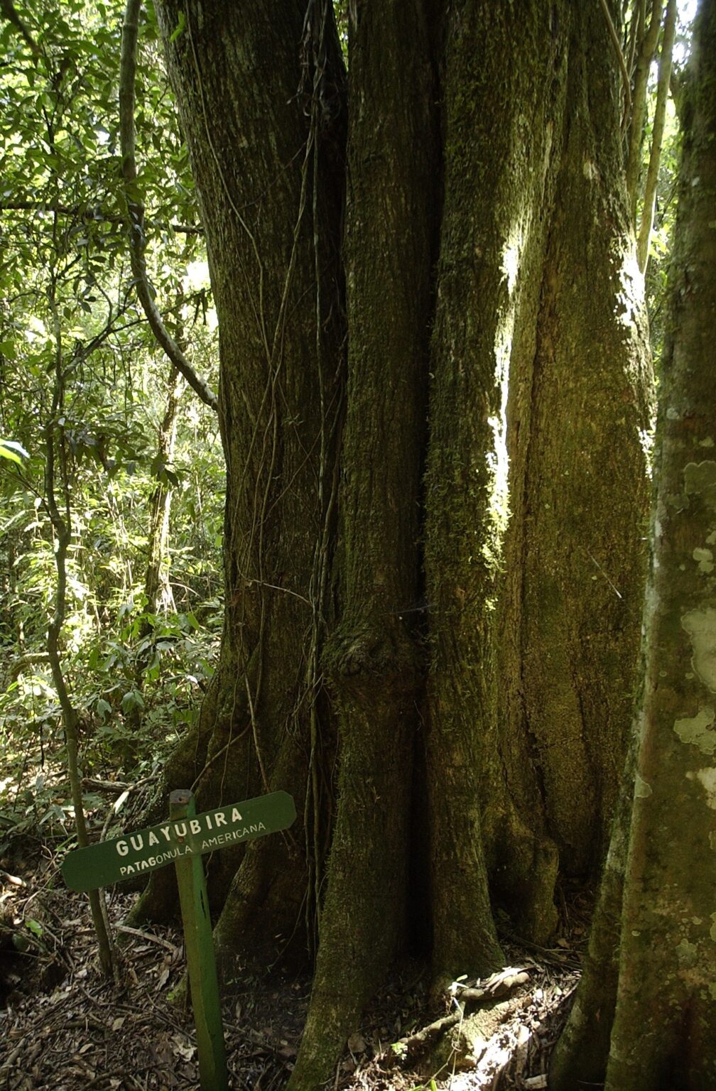 Misiones celebra el Día Provincial del Árbol, el contacto más íntimo ...