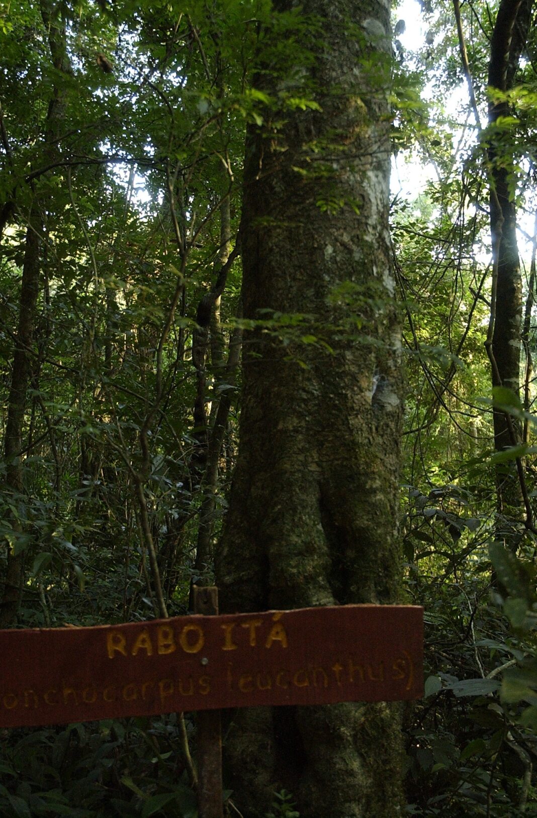 Misiones celebra el Día Provincial del Árbol, el contacto más íntimo ...