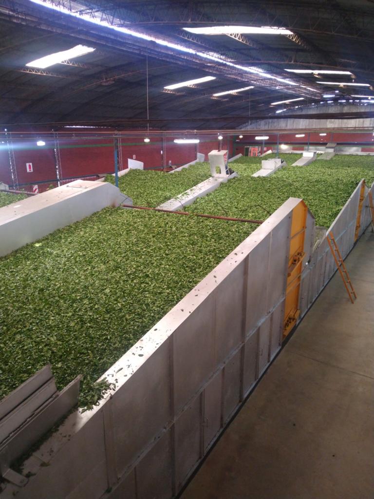 La COPROTÉ fijó en 105 pesos el kilo de té en rama