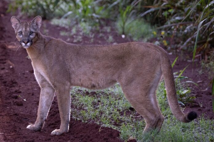 Un enorme puma fue fotografiado en Cataratas del Iguazú: “Vale la pena ...