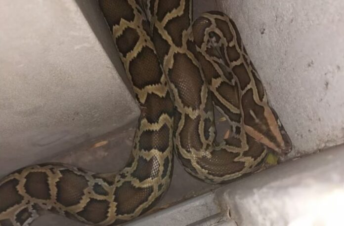 Se le apareció una enorme pitón en la puerta de su casa en La Plata: la ...