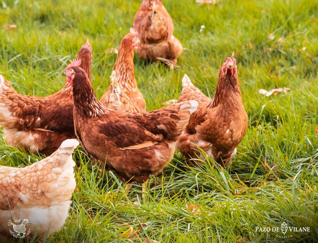 Puerto Piray | A la comisaría por trasladar dos gallinas y un cuchillo ...