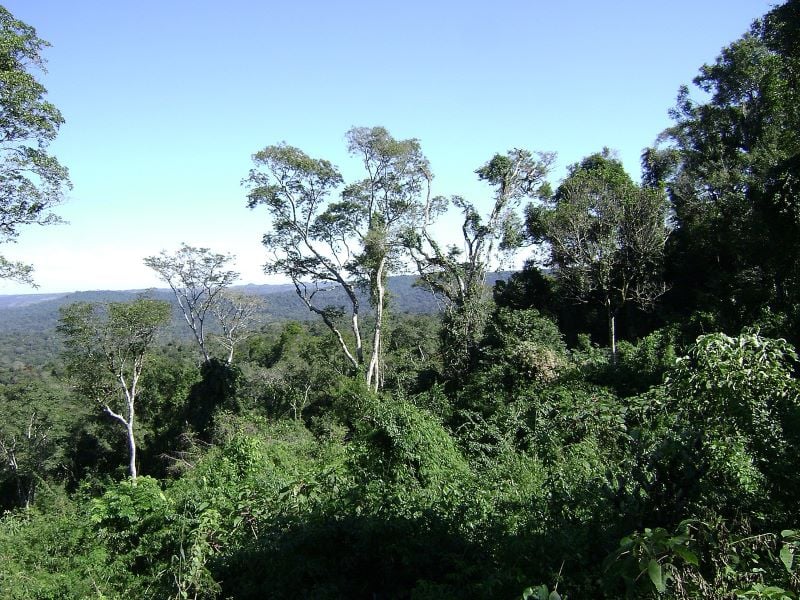 La biodiversidad misionera sigue sorprendiendo con el hallazgo de ...