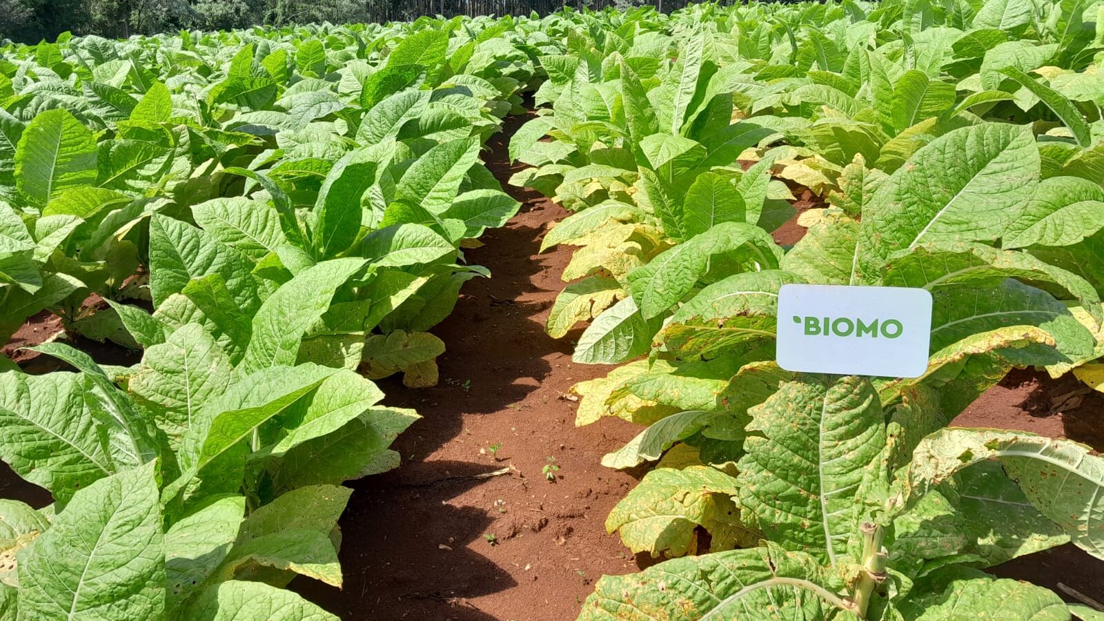Misiones | Histórica cosecha de tabaco Burley producido mediante la ...