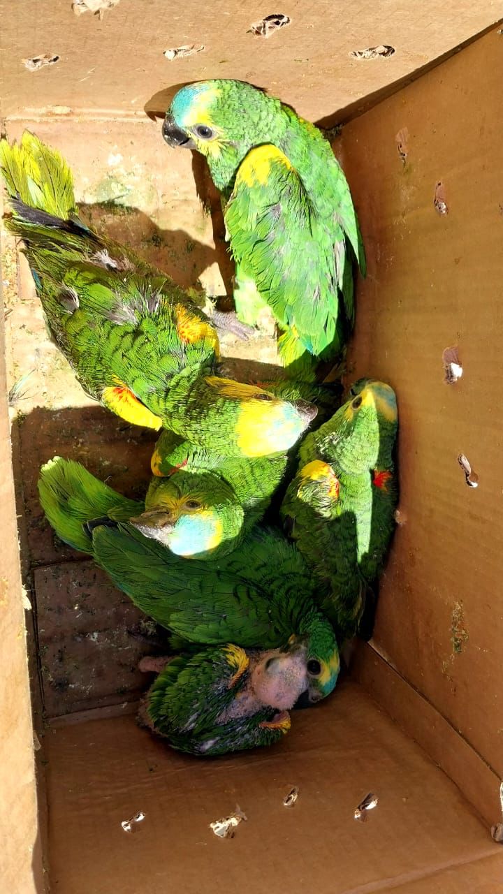 Detuvieron a dos traficantes que pretendían vender loros habladores en ...