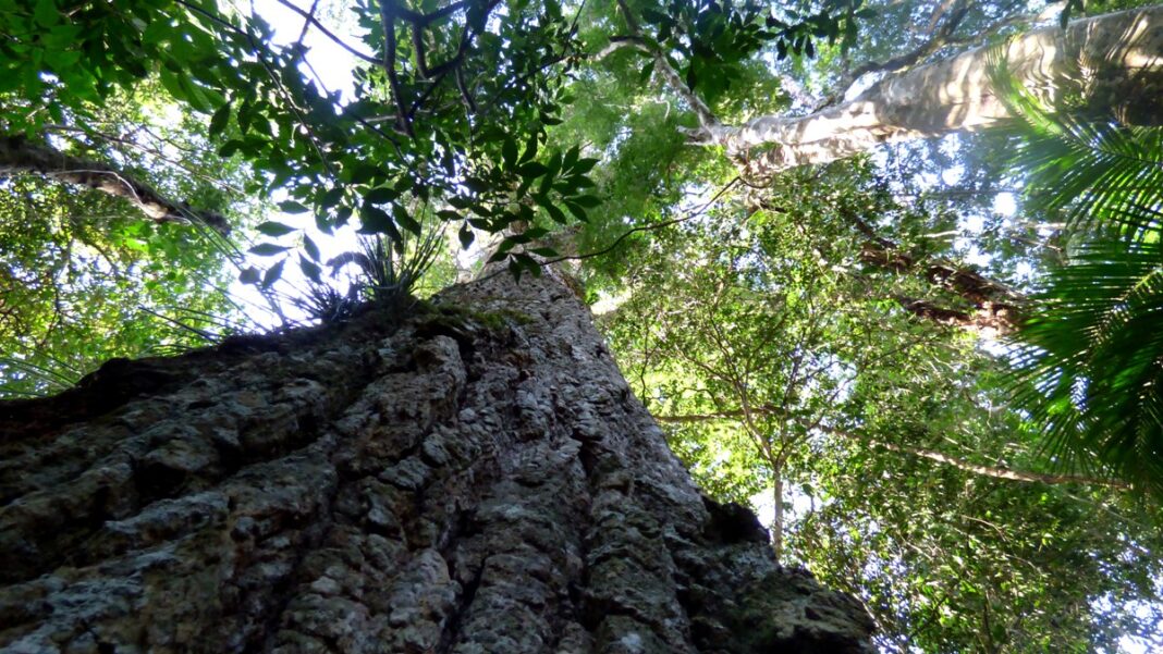 Ocho gigantes verdes de Misiones: los árboles nativos que embellecen la ...