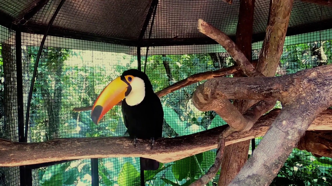 Con un enfoque ambiental, Oberá propone redescubrir el Jardín de los ...