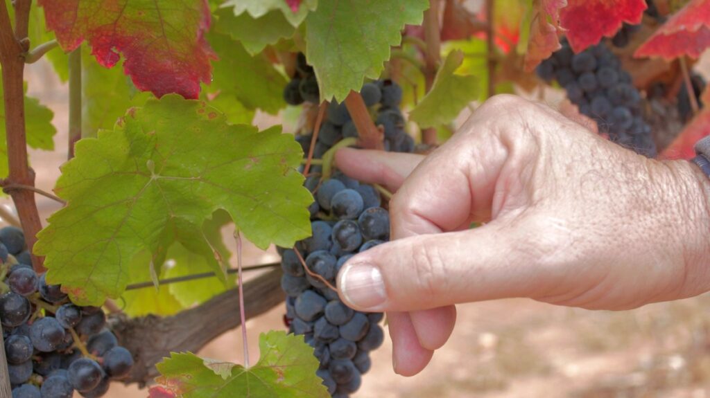 Columna | Argentina y sus vinos: un viaje de sabores a través de las cepas