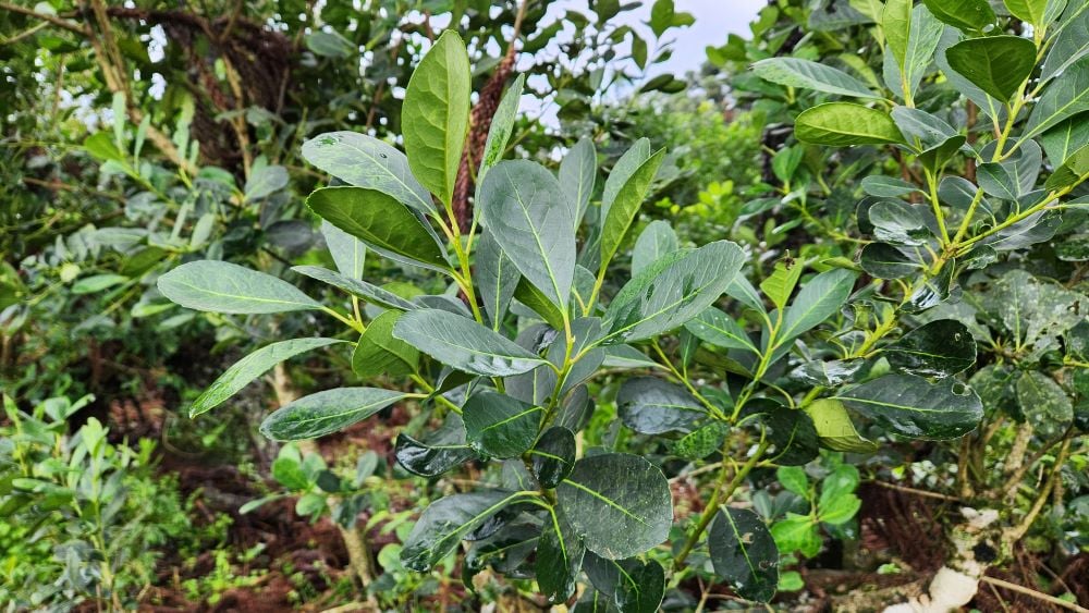 Yerba orgánica: productores de Andresito apuntan a la sustentabilidad y ...