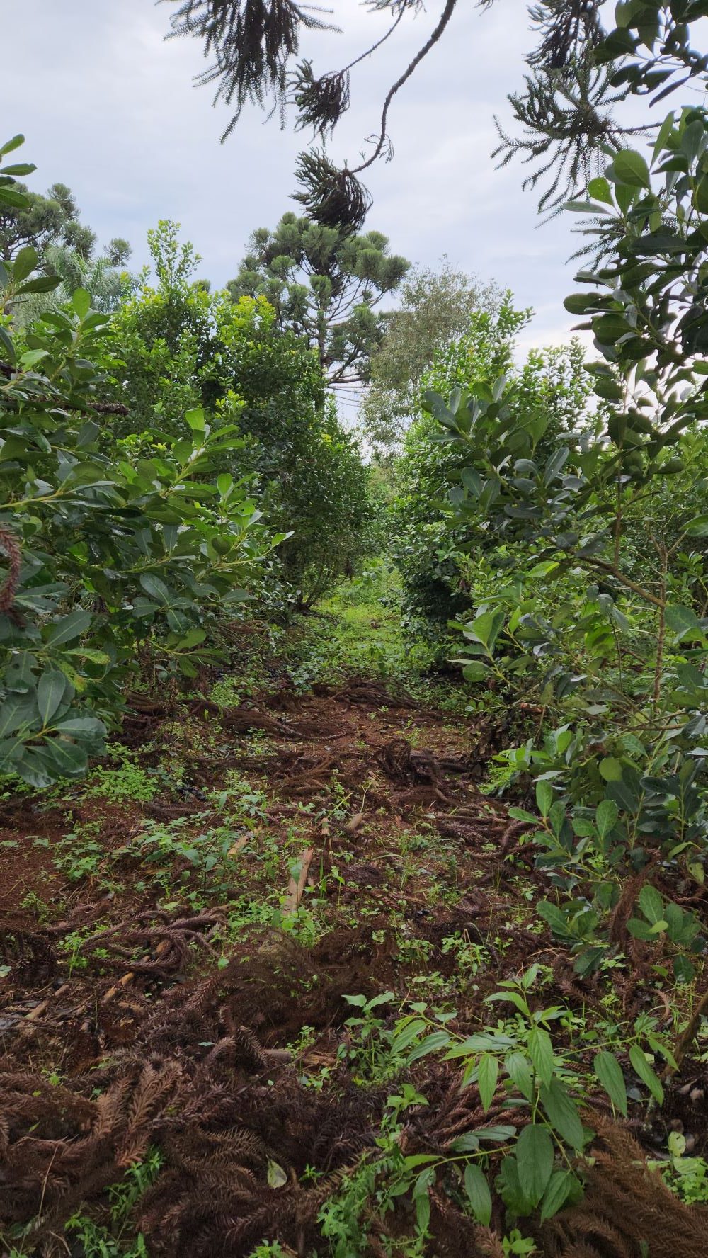 Yerba orgánica: productores de Andresito apuntan a la sustentabilidad y ...