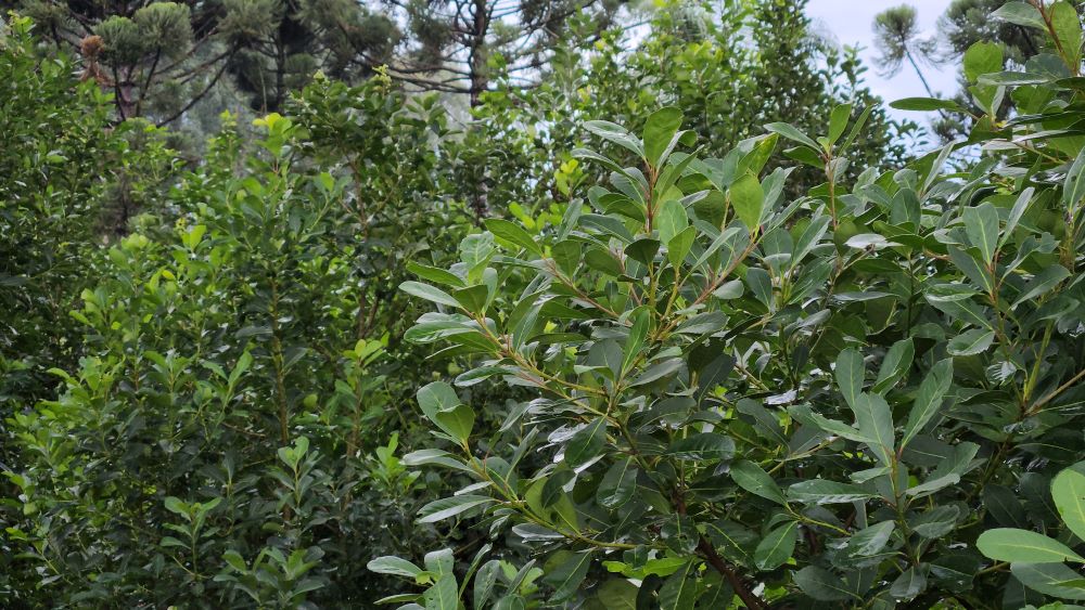 Yerba orgánica: productores de Andresito apuntan a la sustentabilidad y ...