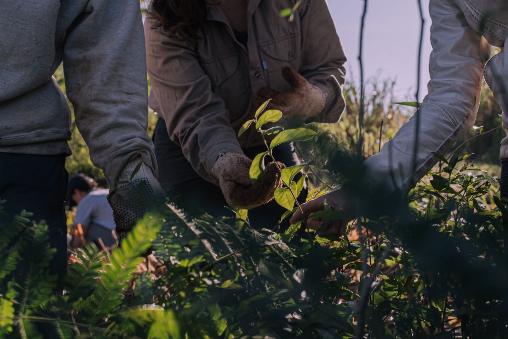 Reforestación | Aves Argentinas plantará 90 mil árboles nativos en ...
