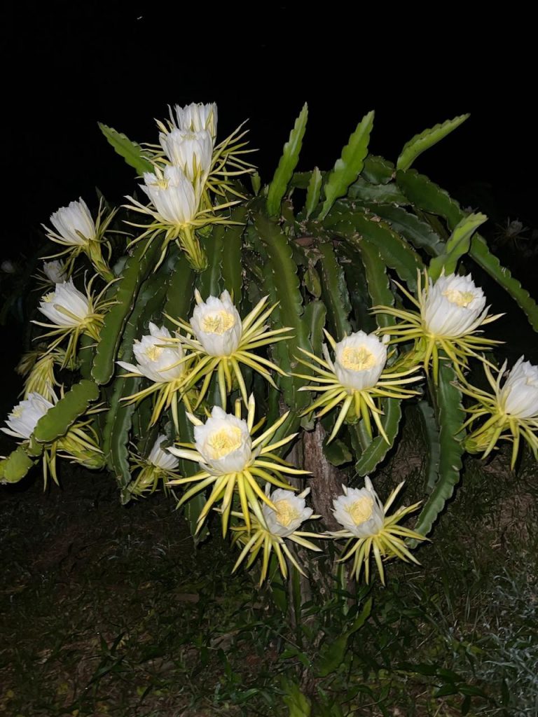 Producción de pitaya en Misiones: un emprendimiento familiar que toma ...