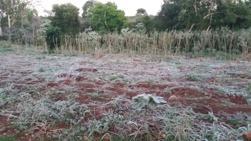 Heladas en Misiones: así se registró en frío en Montecarlo, Oberá y Dos ...