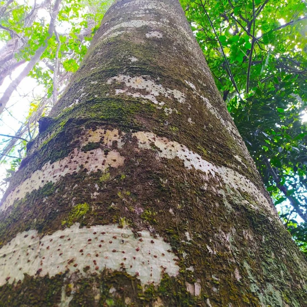 Ocho gigantes verdes de Misiones: los árboles nativos que embellecen la ...