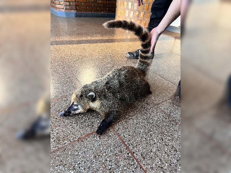 Rescataron un coatí que fue atropellado por un auto en Oberá ...