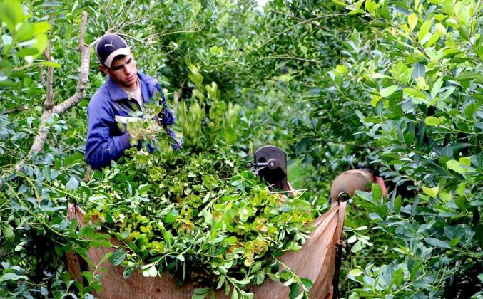 El INYM estimó un costo de producción de $423,99 por kilo de hoja verde ...