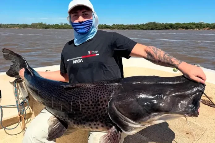 Pescaron un surubí de 45 kilos y aseguran que es una rareza: ¿Qué lo ...