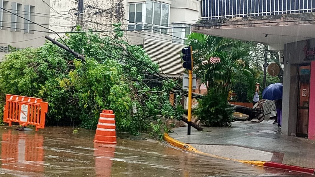 Temporal en Posadas dejó un árbol caído en pleno centro y provocó una ...