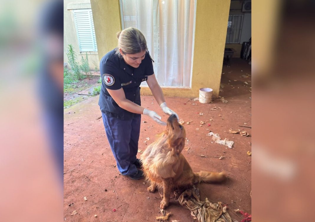 Horror en Posadas: un perro apareció ahogado en una pileta y otro fue ...