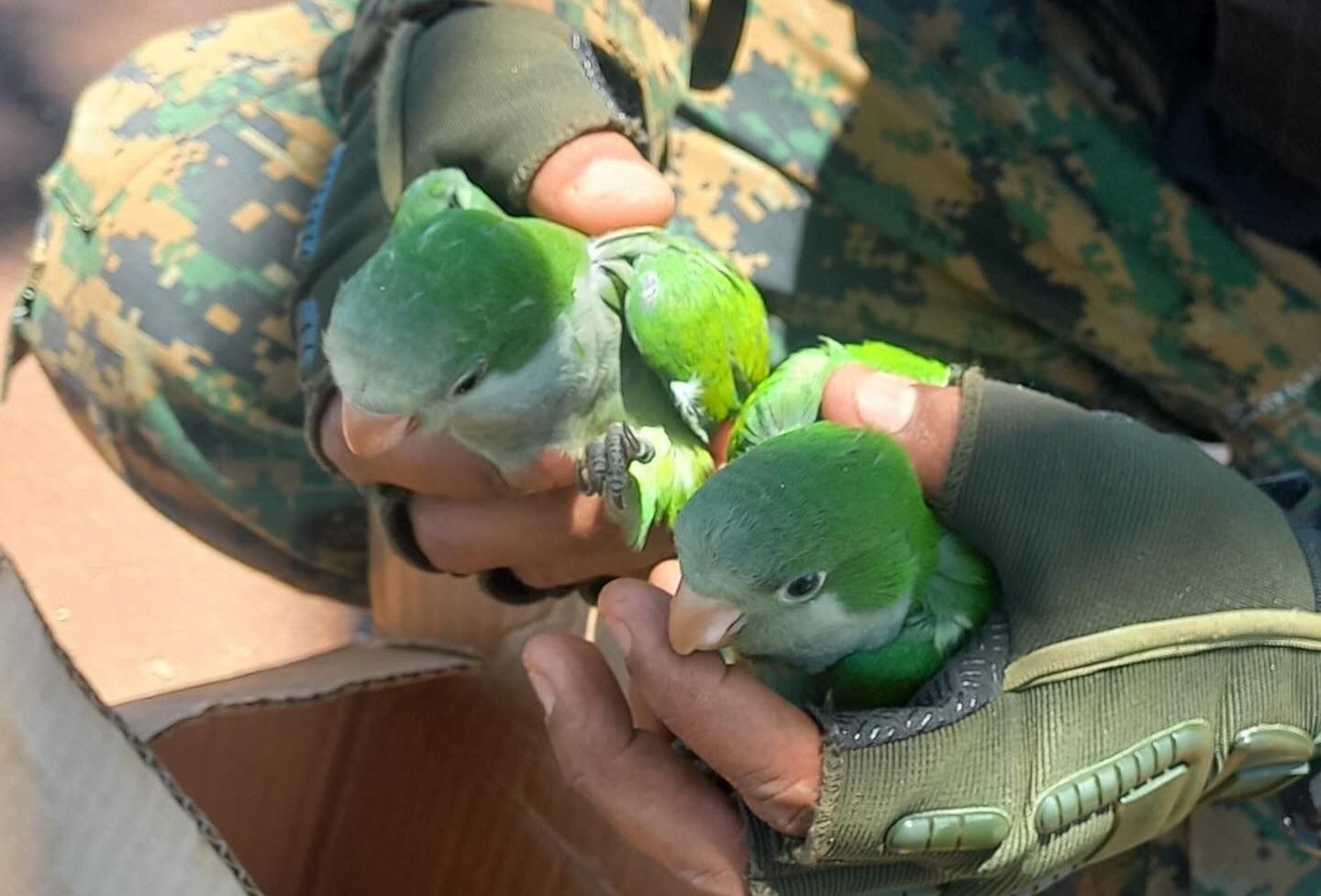 Rescataron loros que estaban a la venta en Apóstoles: los ofrecían en ...