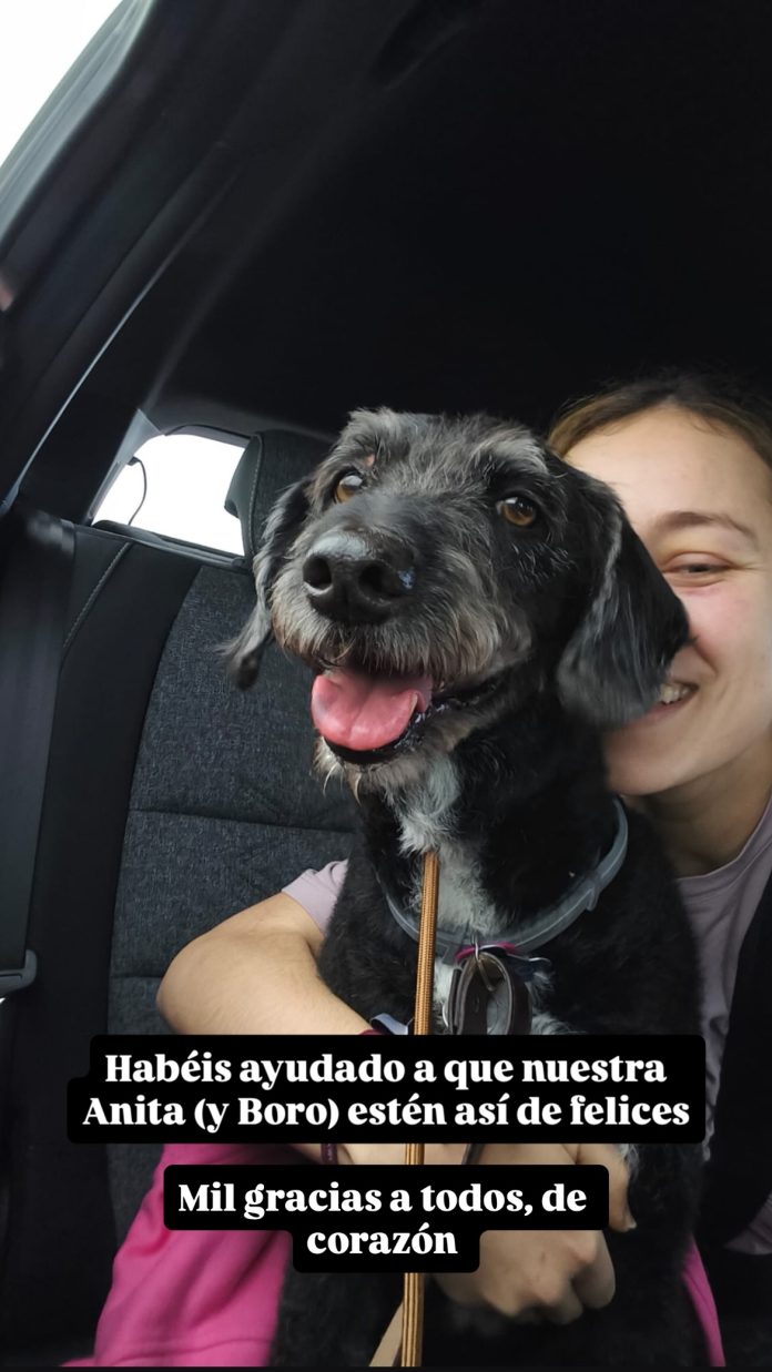 España: Rescatan a "Boro", el perro que sobrevivió y escapó tras la ...