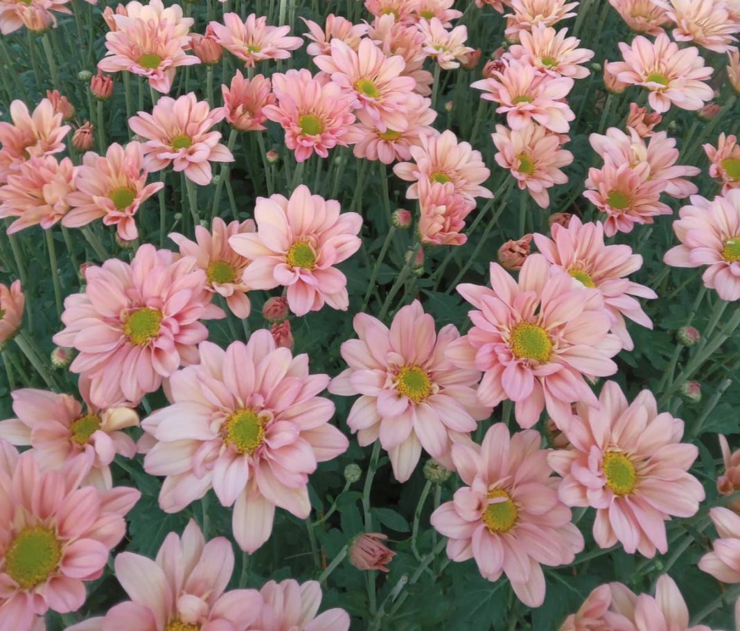 Flores de invierno, nuevas tendencia y precios: cómo se mueve el rubro ...