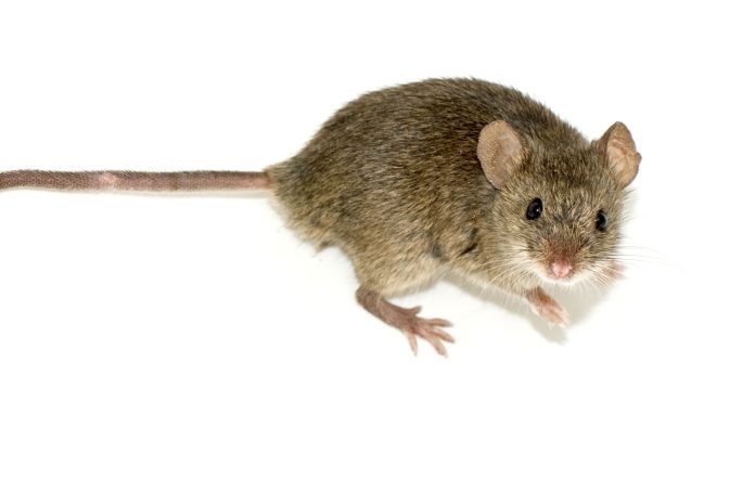 Posadas refuerza el control de roedores para prevenir la leptospirosis ...