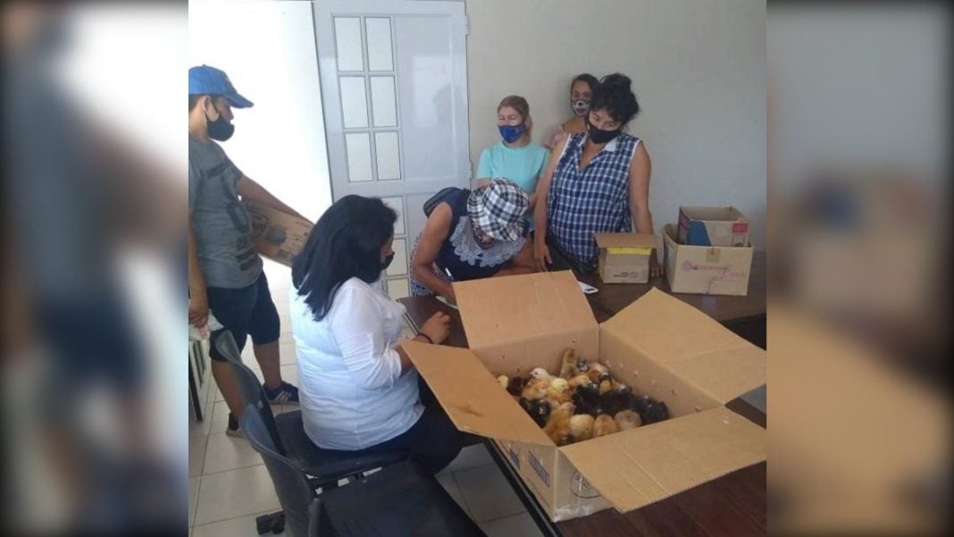 Impulso a la producción avícola en Ituzaingó: el INTA y el municipio ...